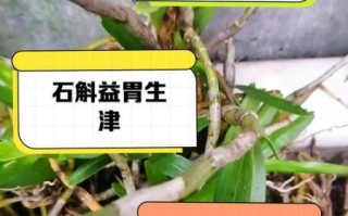 石斛的作用与功效有哪些_石斛怎么吃效果最好