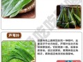 包粽子的叶子叫什么植物_粽叶是哪种植物的叶子