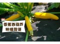 香蕉西葫芦的营养价值_香蕉西葫芦怎么吃最营养
