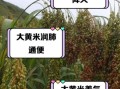 黍米是大黄米吗_黍米与大黄米区别