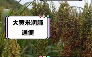 黍米是大黄米吗_黍米与大黄米区别
