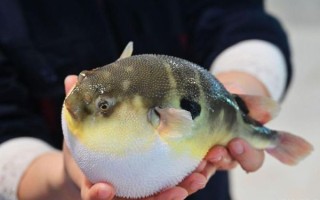河豚是海鱼还是淡水鱼_河豚生活在什么水域