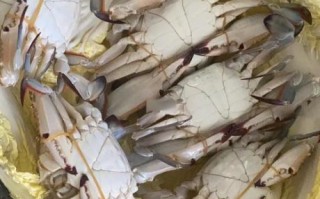 半切梭子蟹怎么蒸_半切梭子蟹蒸多久