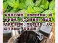 龟苓膏和烧仙草的区别_哪个更降火