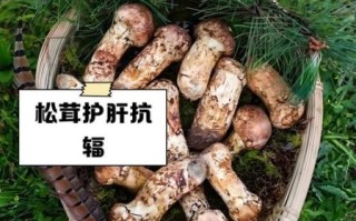 黑松茸的功效与作用_黑松茸怎么吃效果最好
