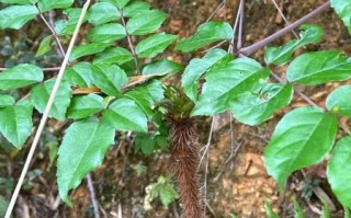 刺老芽是什么植物_刺老芽和香椿的区别