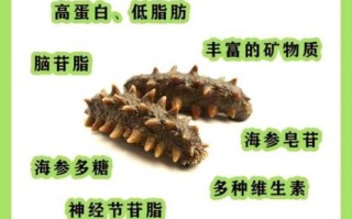 海参的正确吃法_海参怎么做好吃又营养