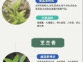 凤凰单丛茶属于什么茶_凤凰单丛茶是红茶还是绿茶