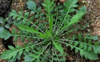 地菜子图片功效与作用_地菜子怎么吃最好