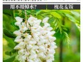 槐花能降血压吗_槐花怎么吃效果最好