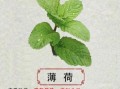 薄荷怎么吃最健康_薄荷的功效与作用有哪些