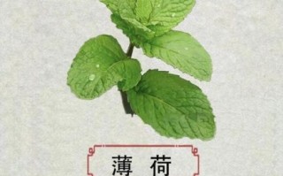 薄荷怎么吃最健康_薄荷的功效与作用有哪些