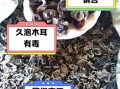 隔夜木耳有毒吗_隔夜木耳中毒真相