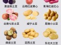 马铃薯是什么东西_马铃薯和土豆的区别