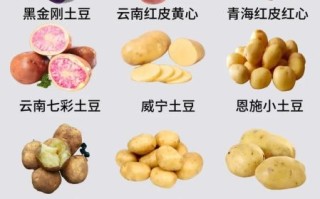 马铃薯是什么东西_马铃薯和土豆的区别