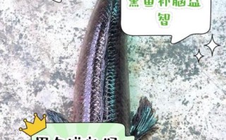 黑鱼的营养价值_黑鱼适合什么人吃
