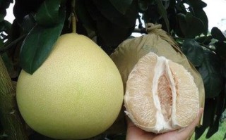 红肉蜜柚苗哪里买_红肉蜜柚苗价格多少