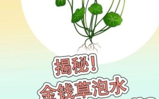 金钱草的功效与作用_金钱草泡水喝能排石吗