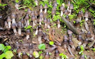 鸡枞菌图片大全_鸡枞菌长什么样