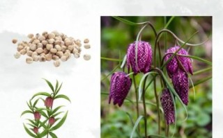 儿童为什么不能吃川贝_川贝对儿童的危害