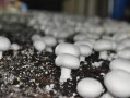 双孢蘑菇栽培技术_如何种出高产菇