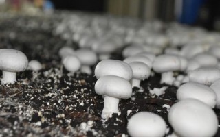 双孢蘑菇栽培技术_如何种出高产菇