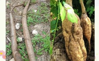 葛根长什么样_葛根图片特征解析