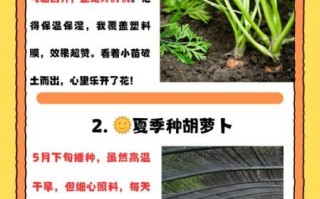 萝卜什么时候种最合适_萝卜种植步骤详解
