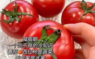 番茄减肥真的有用吗_番茄怎么吃减肥最快