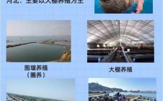 辽宁海参最好的多少钱一斤_顶级辽参价格区间