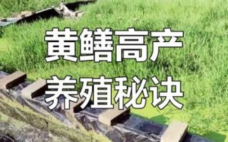 黄鳝养殖池怎么建_黄鳝养殖池建造图详解