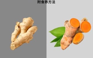 片姜黄与姜黄的区别_如何快速分辨两者