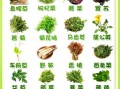 农村常见野菜有哪些_如何辨认300种野菜图谱