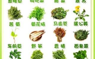 农村常见野菜有哪些_如何辨认300种野菜图谱