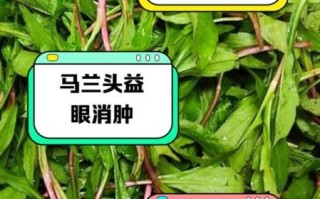 马兰头不能和什么一起吃_马兰头相克食物有哪些