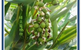 豆蔻的功效与作用_豆蔻怎么吃才正确