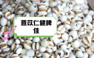 薏苡仁的功效与作用_薏苡仁主治哪些疾病