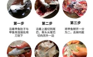 甲鱼怎么杀_甲鱼宰杀视频直播