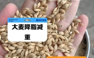 大麦的功效与作用_大麦怎么吃最养胃