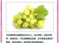 马奶提葡萄的功效与作用_马奶提葡萄多少钱一斤