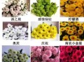 小雏菊为什么不能送人_小雏菊送人的禁忌