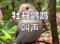 牡丹鹦鹉会说话吗_牡丹鹦鹉能学会人话吗