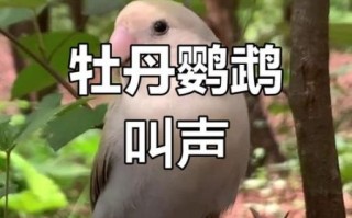 牡丹鹦鹉会说话吗_牡丹鹦鹉能学会人话吗