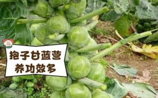 抱子甘蓝怎么做好吃_抱子甘蓝营养价值高吗