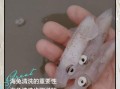 海兔怎么处理_海兔怎么清洗才干净