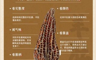 羊肚菌营养价值高吗_羊肚菌有哪些营养成分