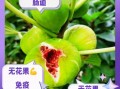 无花果吃了有什么好处_无花果的功效与作用