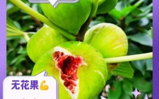 无花果吃了有什么好处_无花果的功效与作用