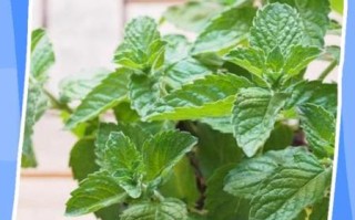 薄荷怎么养_薄荷养殖方法