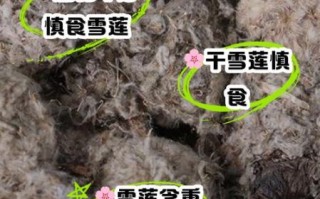 雪莲花怎么吃效果最好_雪莲花食用禁忌